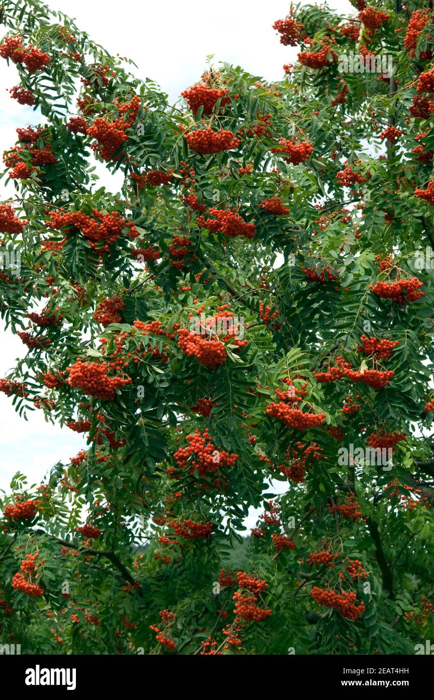 Vogelbeerbaum, Sorbus aucuparia Stock Photo - Alamy