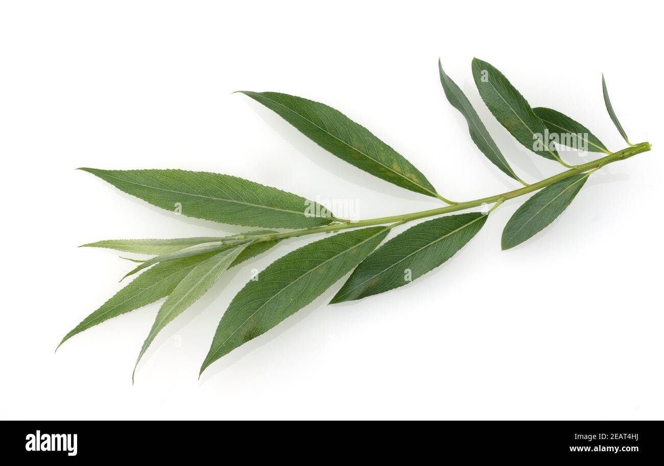 Silberweide, salix alba Stock Photo - Alamy