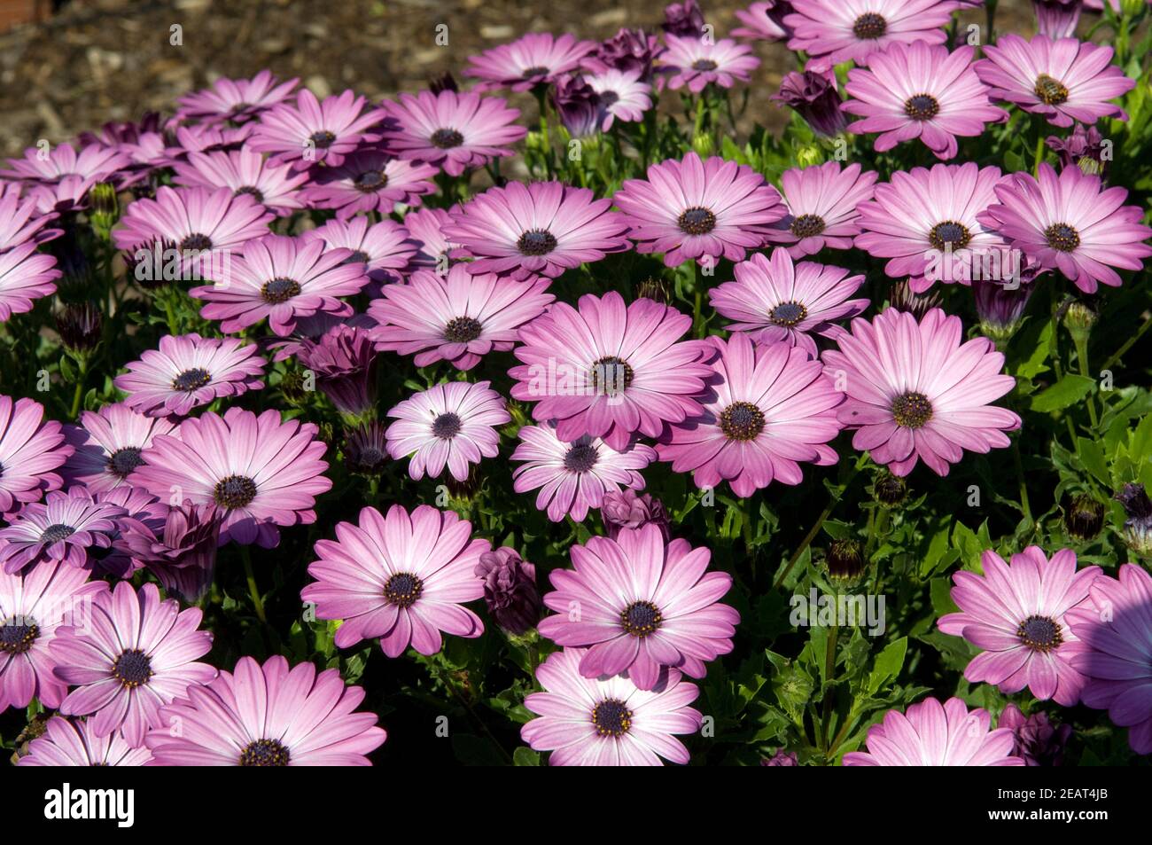 Osteospermum pflanzen hi-res stock photography and images - Alamy