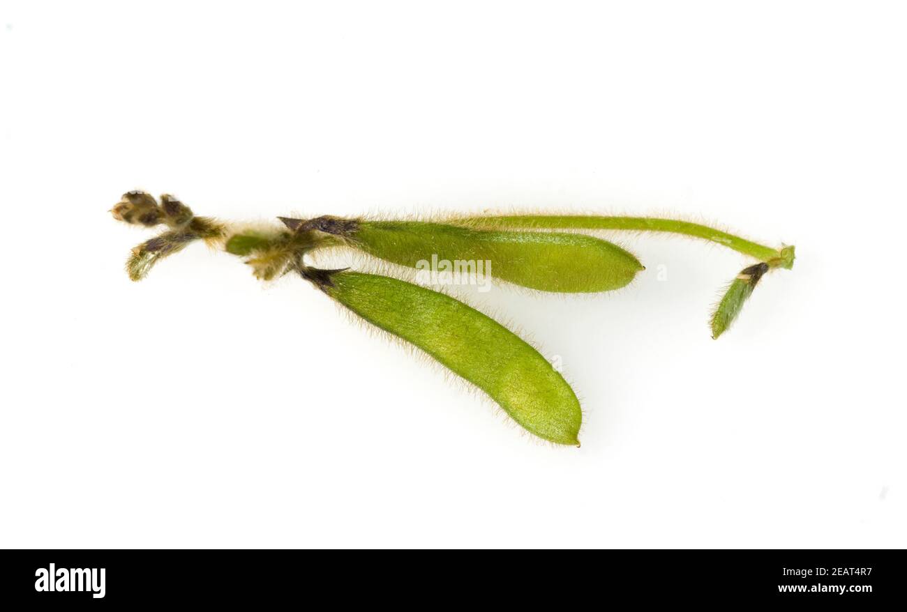 Glycine max Cut Out Stock Images & Pictures - Alamy