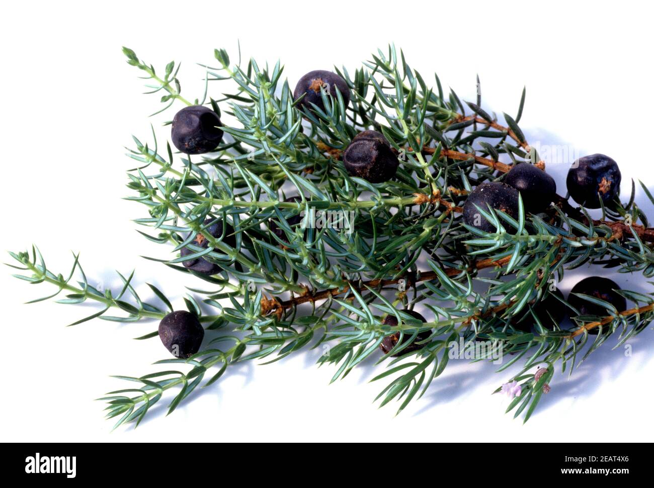 Wacholder beeren hi-res stock photography and images - Alamy