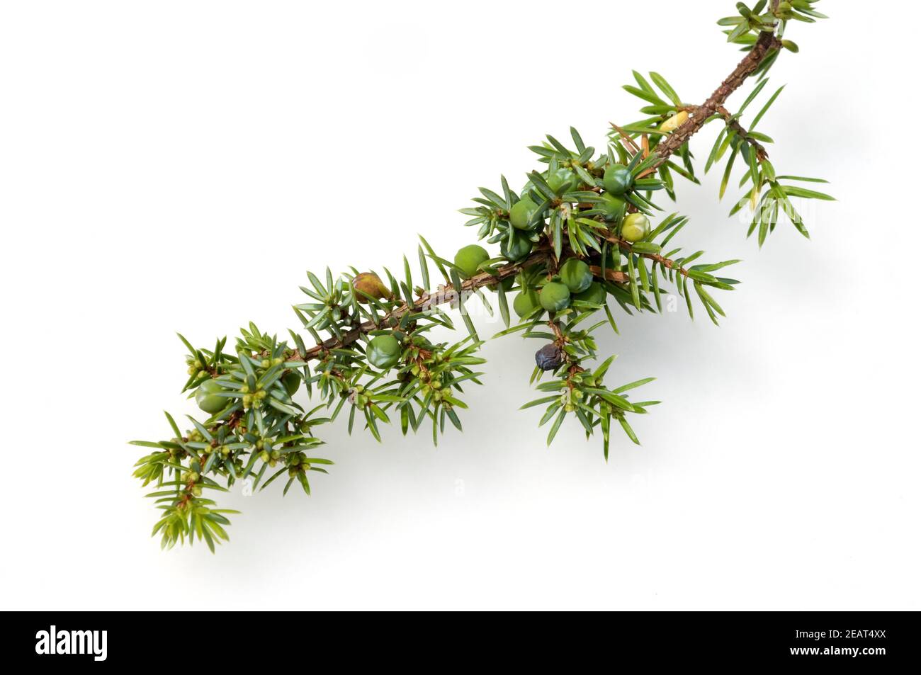 Juniperis communis hi-res stock photography and images - Alamy