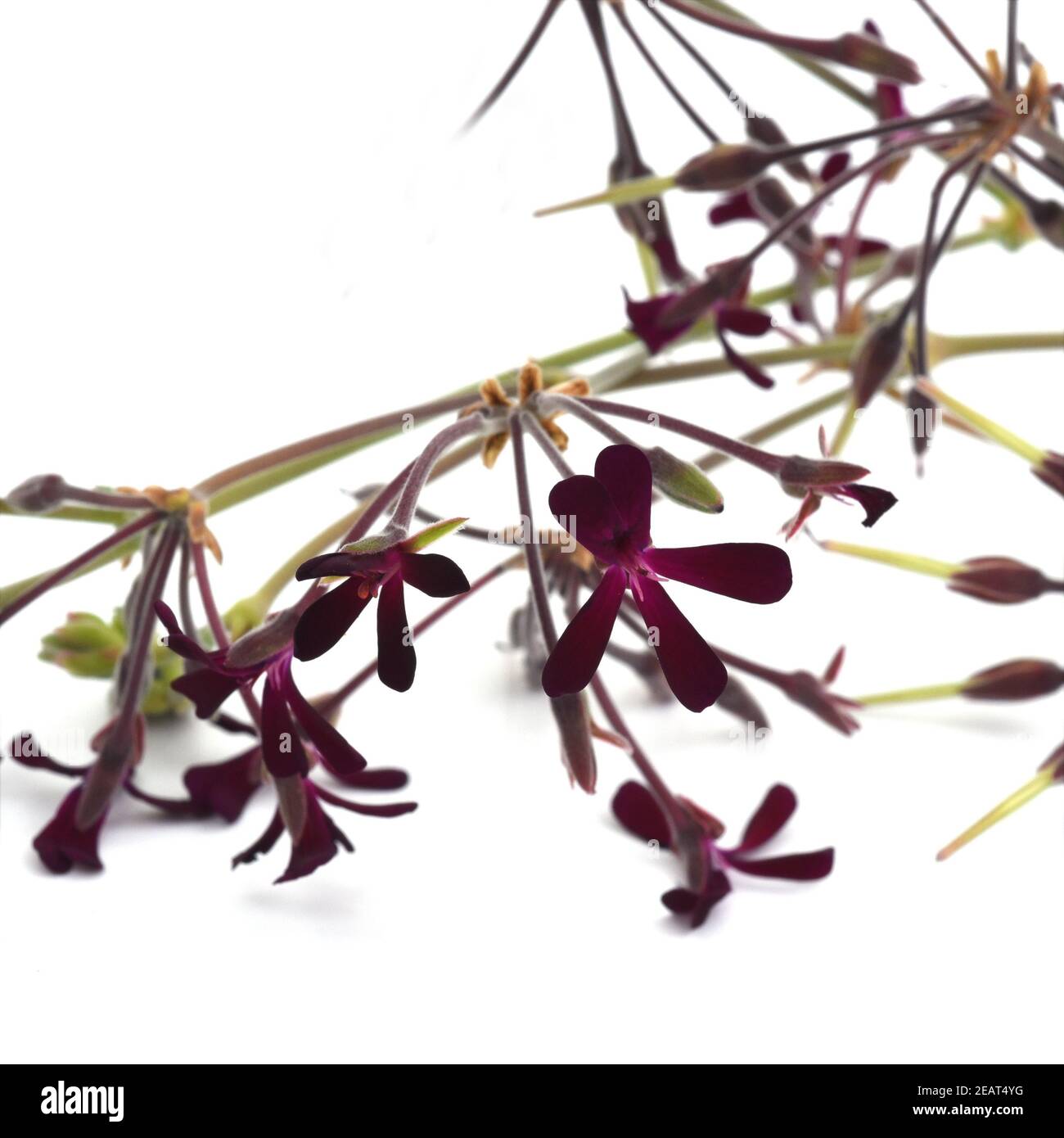 Geranium pelargonium sidoides Cut Out Stock Images & Pictures - Alamy