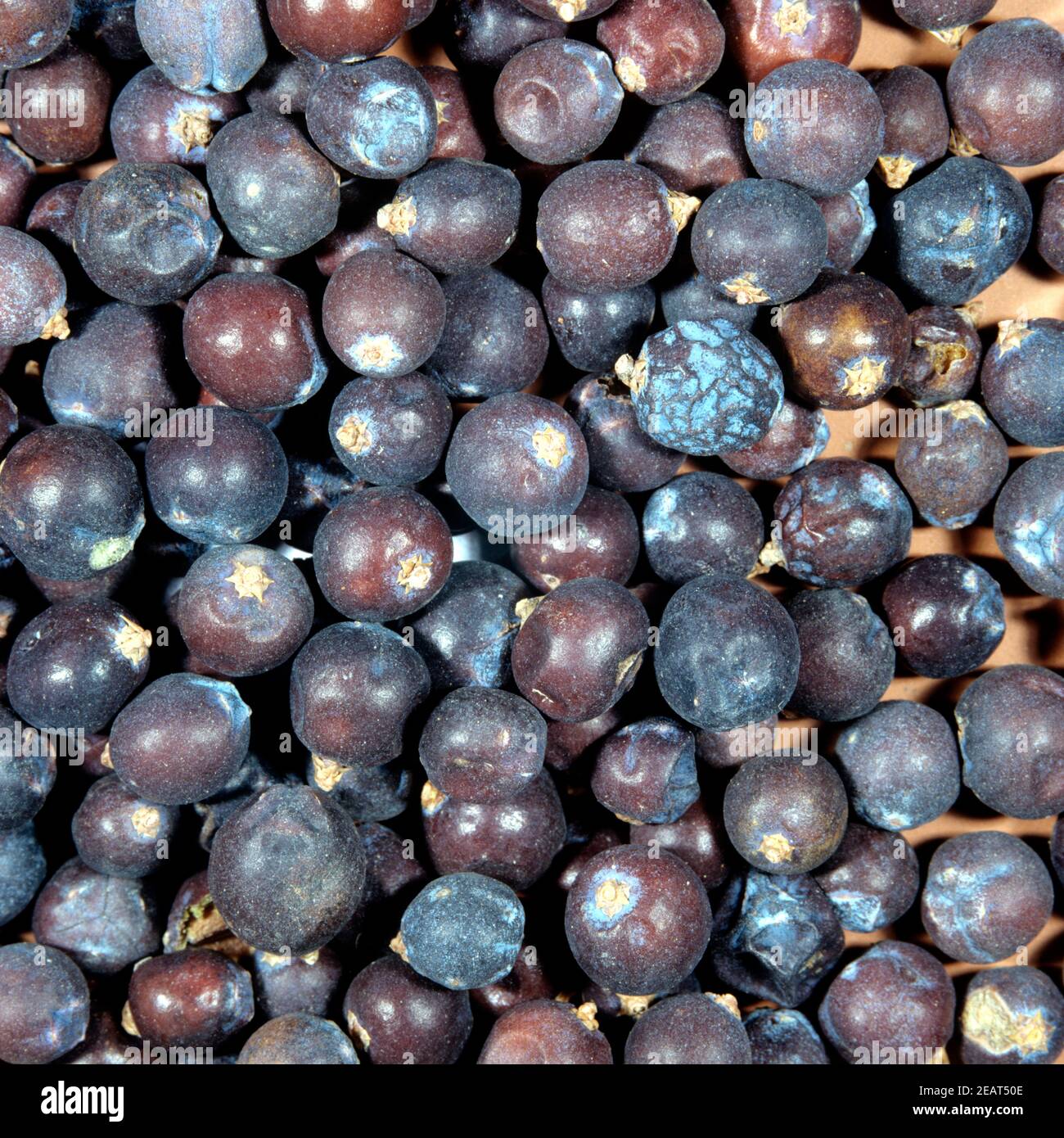 Wacholder communis hi-res stock photography and images - Alamy