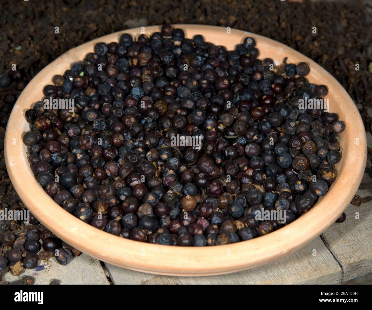 Wacholder communis hi-res stock photography and images - Alamy