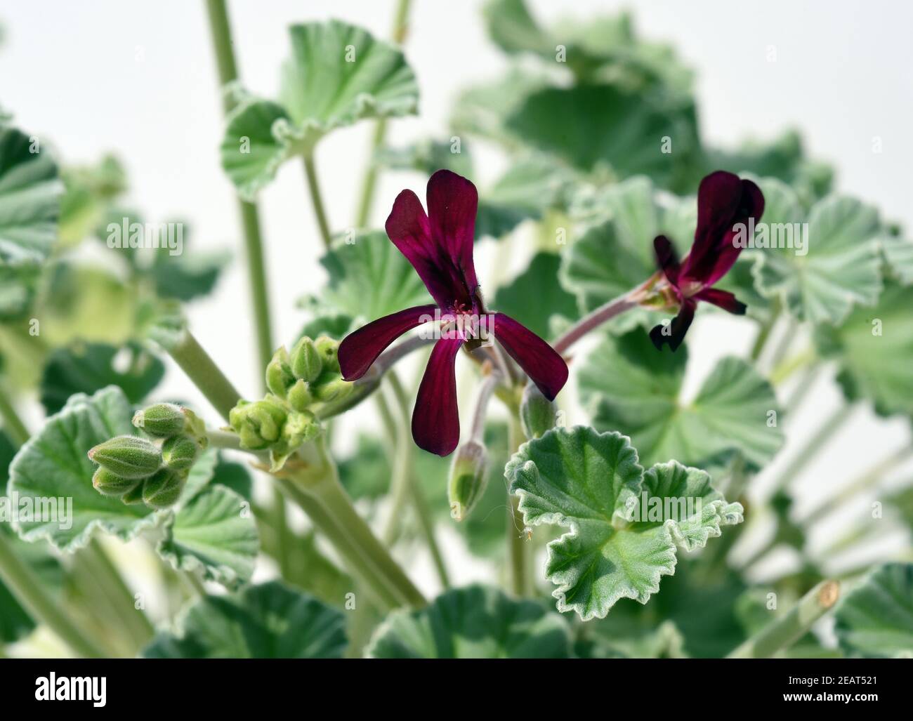 Kapland-Pelargonie, Umckaloabo, Pelargonium, sidoides Stock Photo - Alamy