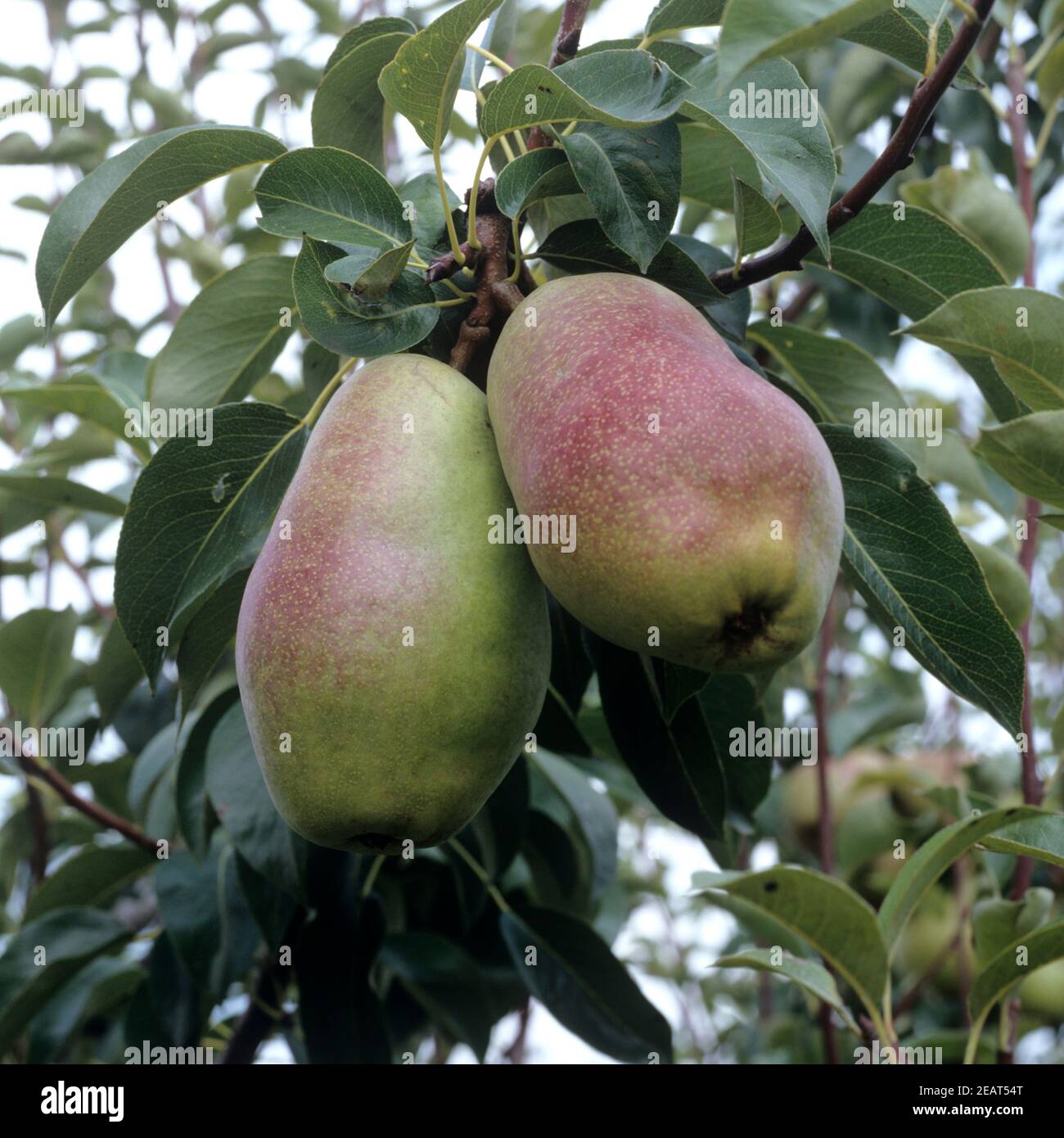 Elektra Birne Stock Photo - Alamy