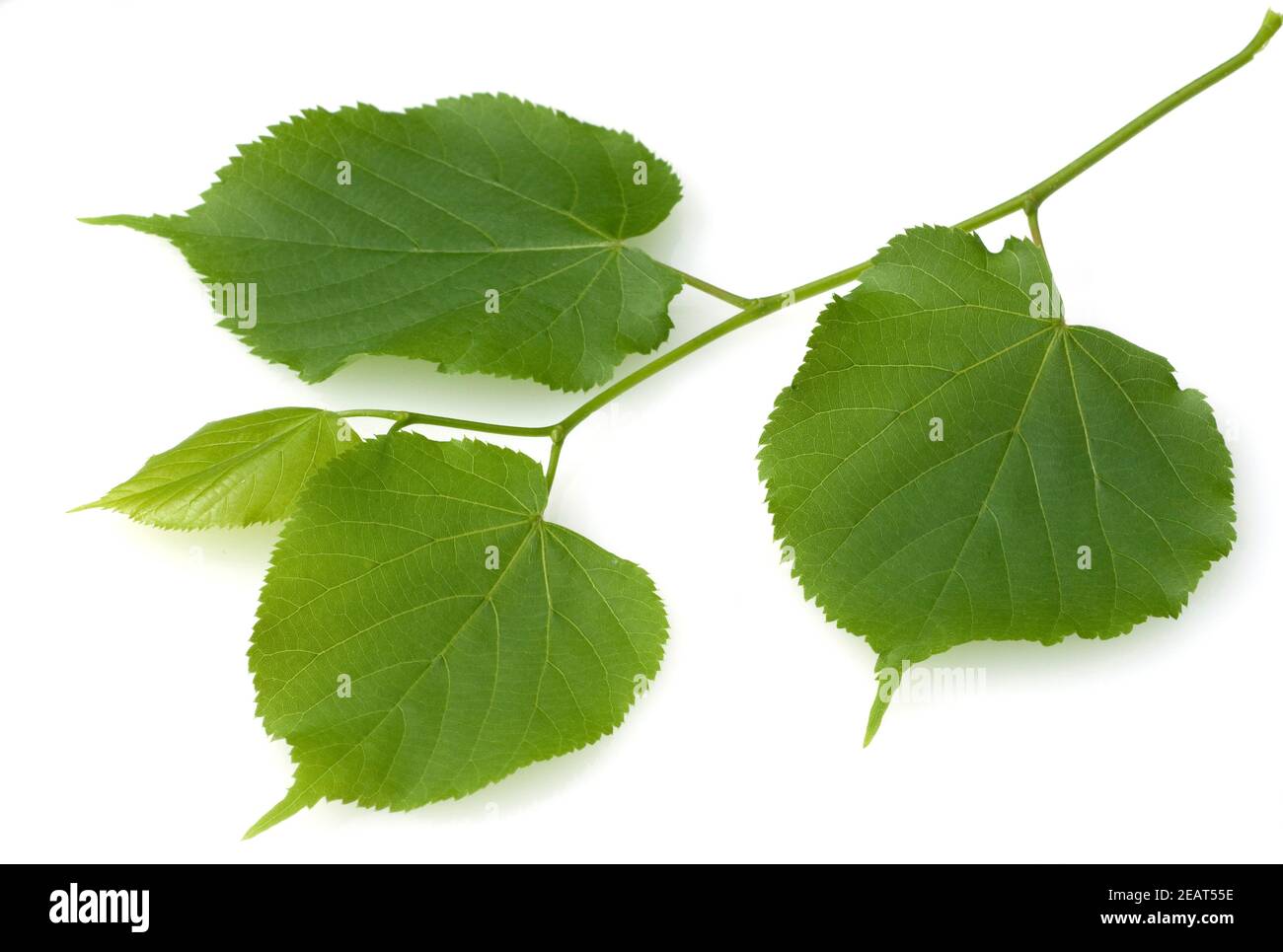 Sommer linde sommerlinde linde tilia platyphyllos hi-res stock ...