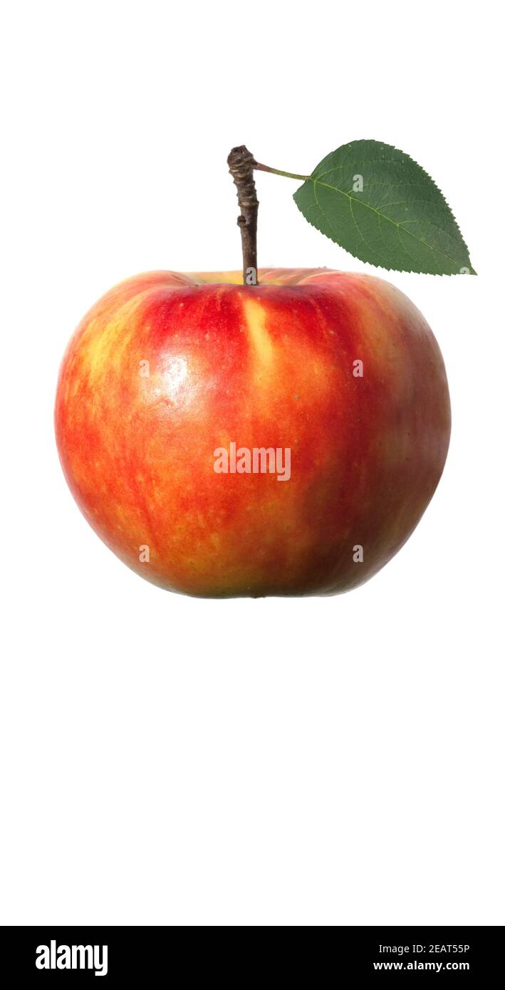 Elstar apfel hi-res stock photography and images - Alamy