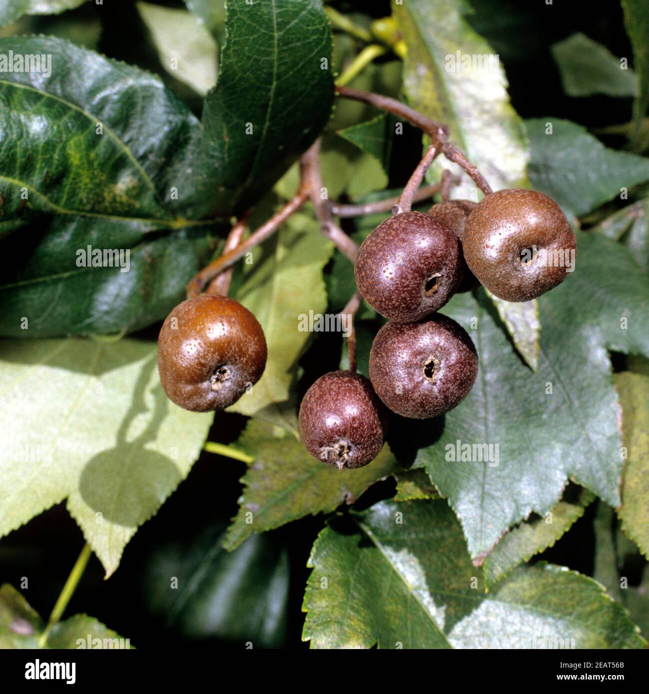 Sorbus torminalis hi-res stock photography and images - Alamy