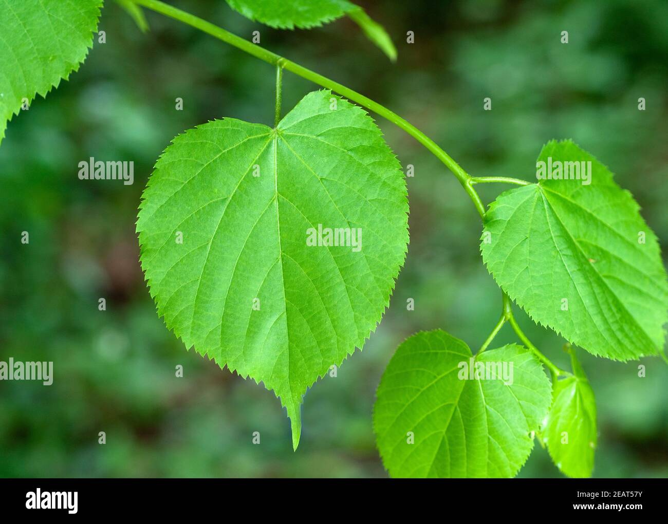 Sommer Linde Sommerlinde Linde Tilia Platyphyllos High Resolution Stock ...