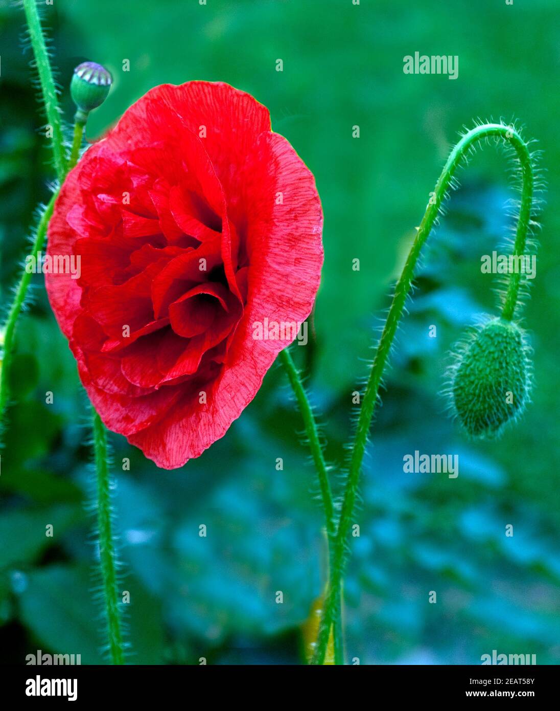 Klatschmohn Papaver rhoeas Stock Photo - Alamy