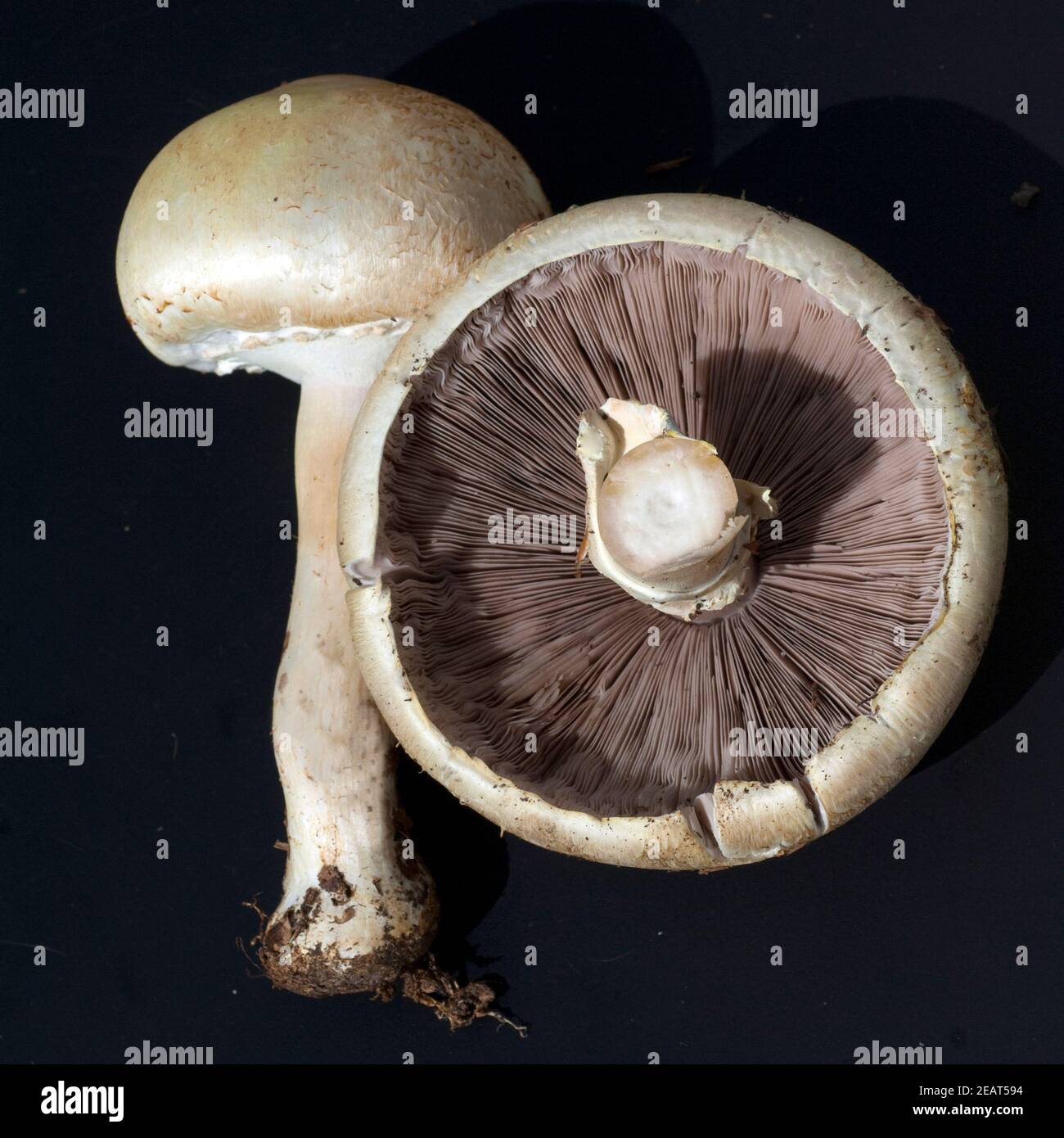 Agaricus silvaticus hi-res stock photography and images - Alamy
