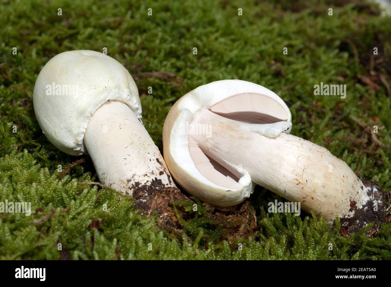 Waldchampignon, Wald-Champignon, Agaricus, silvaticus Stock Photo - Alamy