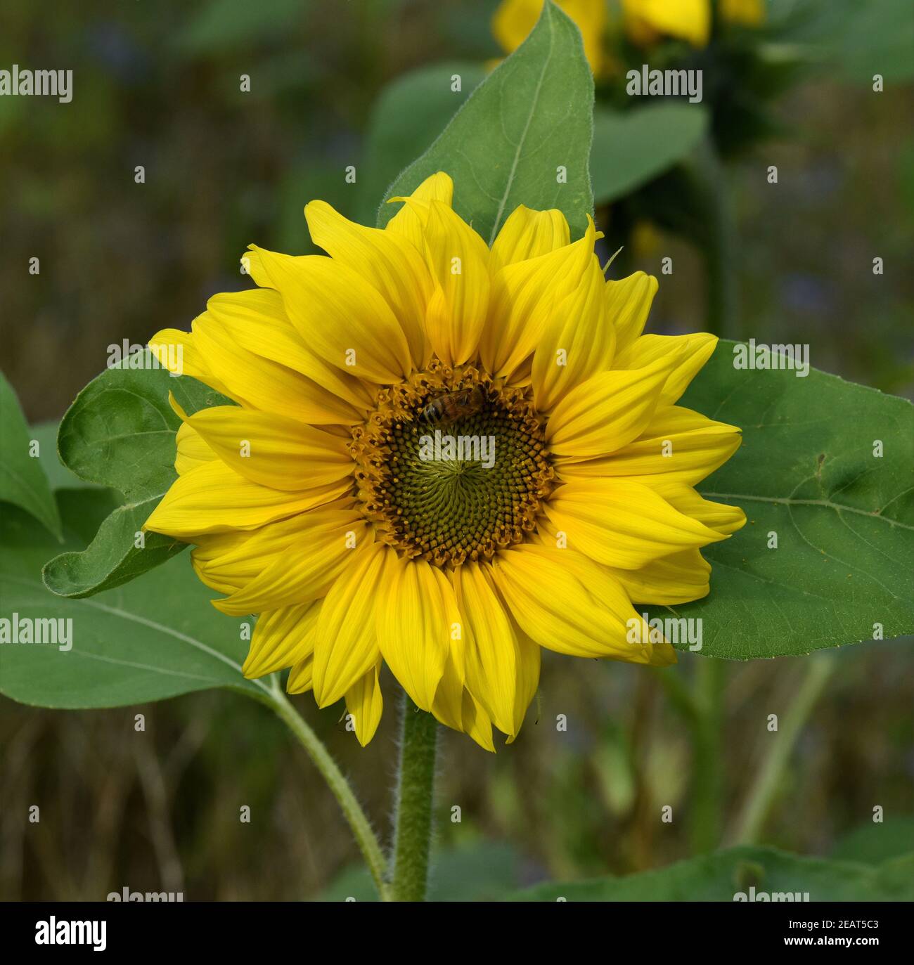 Sonnenblume, Helianthus, annuus, Hummel, Biene Stock Photo - Alamy