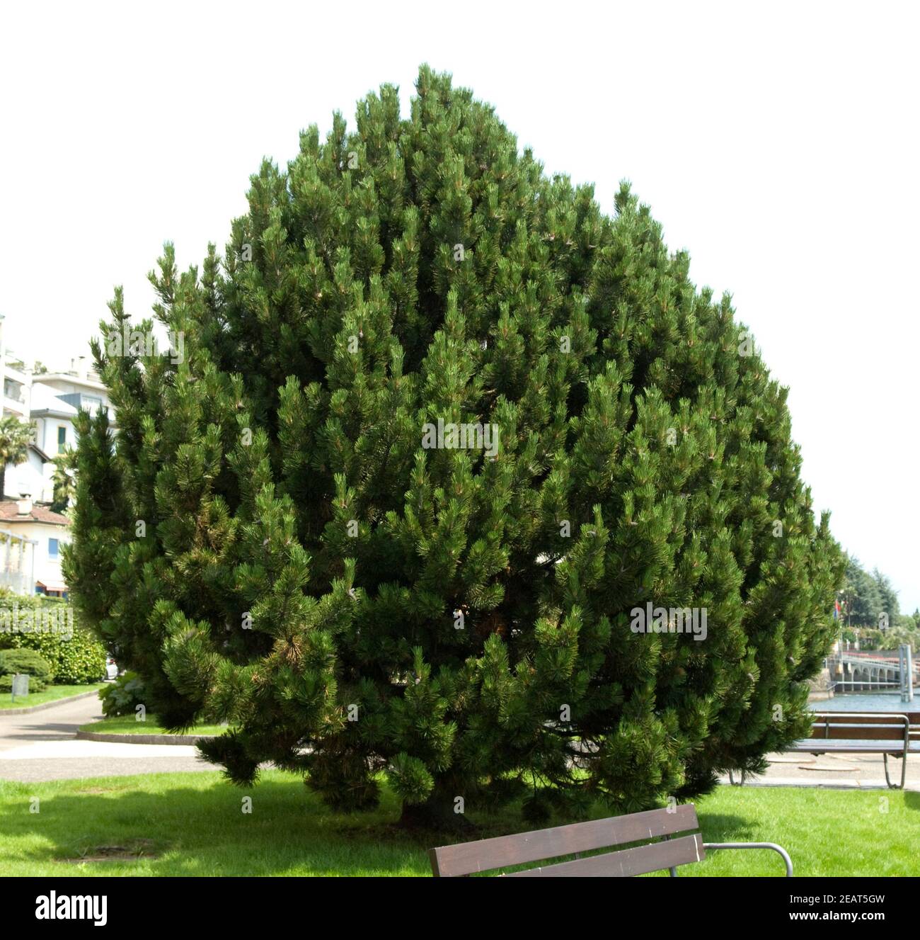 Kiefer baum hi-res stock photography and images - Alamy