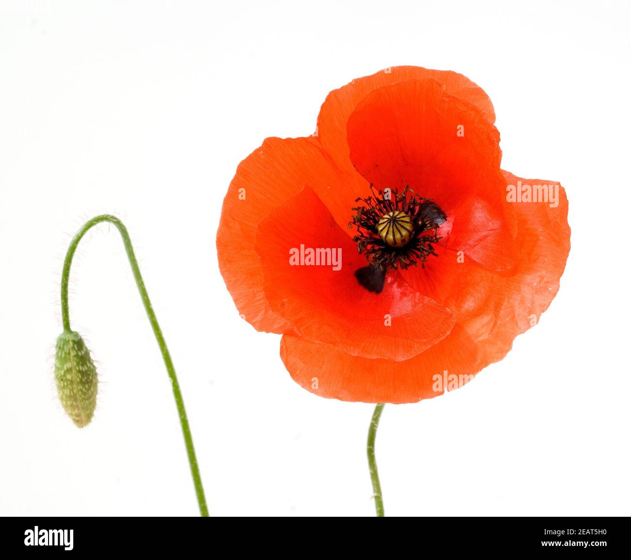 Klatschmohnbluete hi-res stock photography and images - Alamy