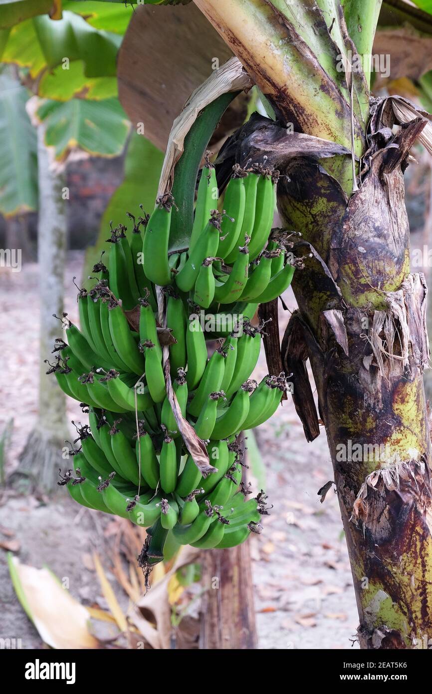 Banana tree with a bunch of bananas in Kumrokhali, West Bengal, India ...