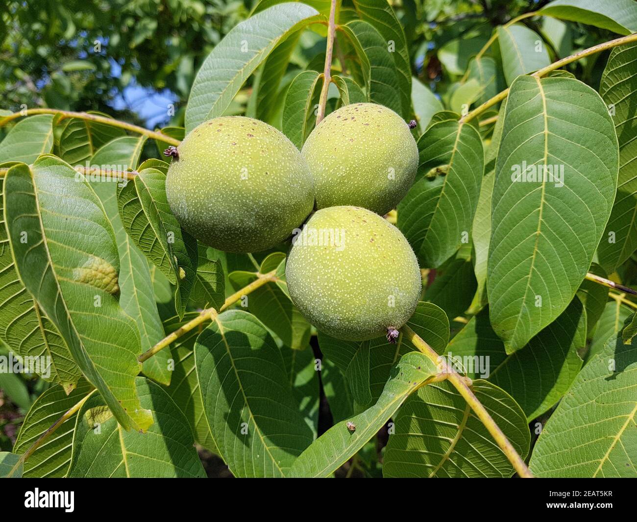 Walnussbaum walnussbaum hi-res stock photography and images - Alamy