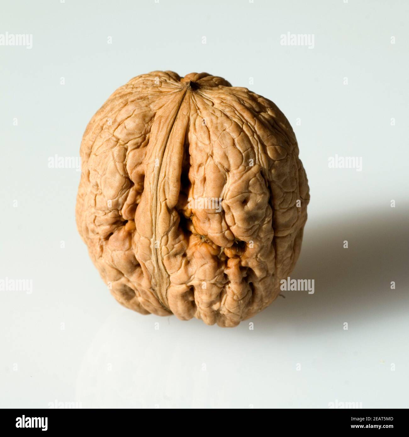 Nuss walnuss nuss hi-res stock photography and images - Alamy