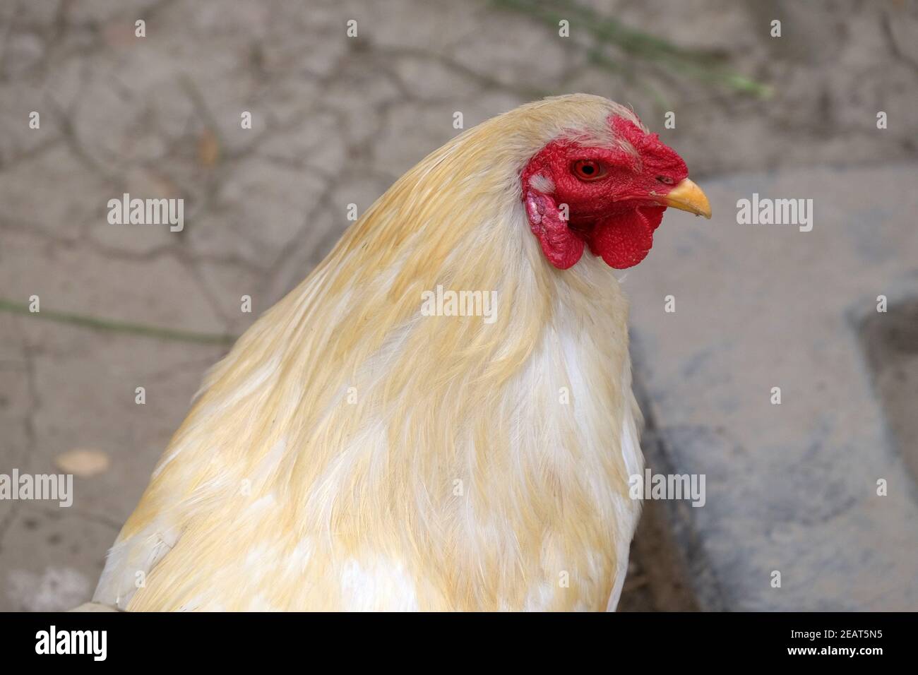 Domestic chicken on farm in Kumrokhali, West Bengal, India Stock Photo ...