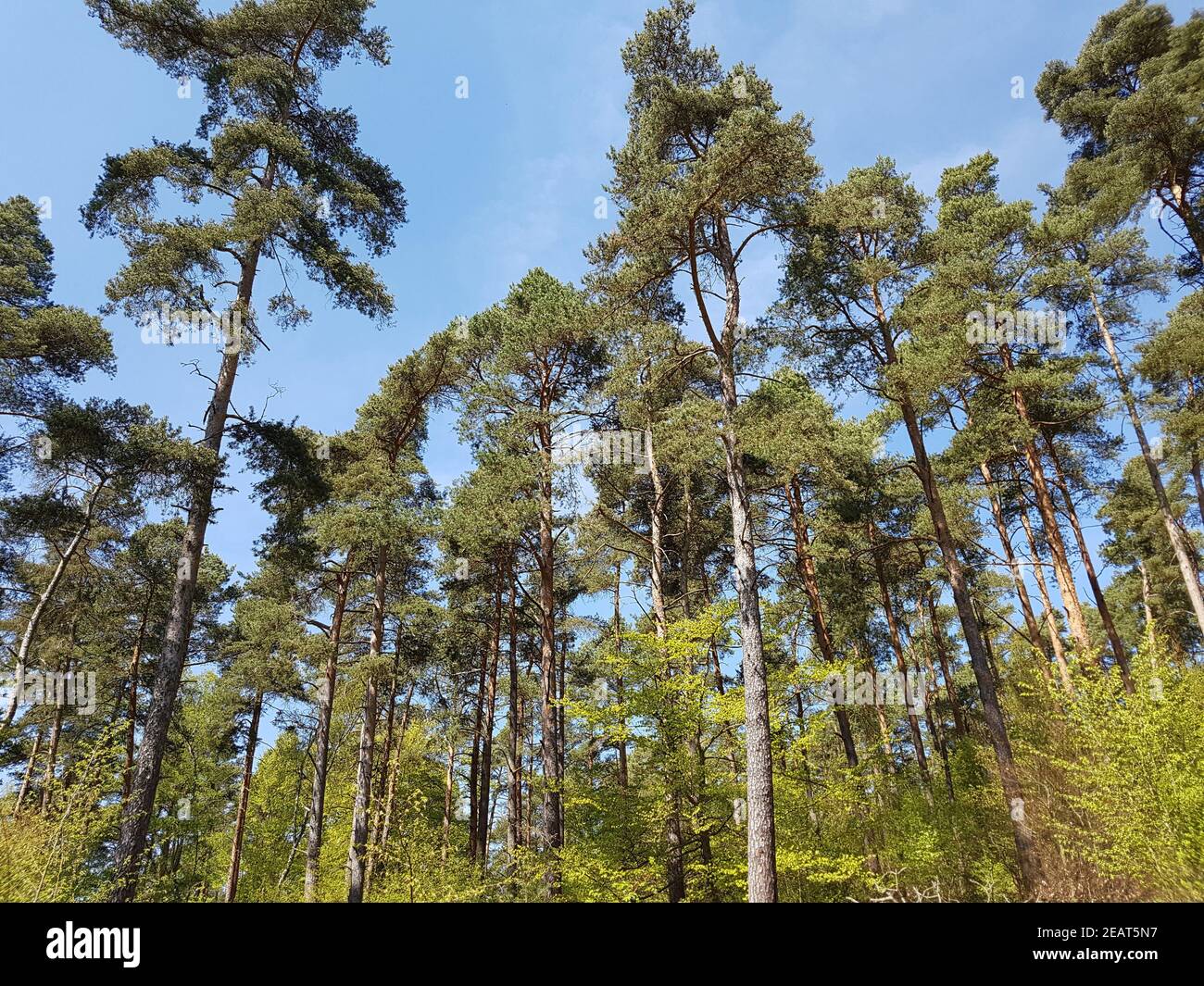 Kiefernwald Pinus Sylvestris Nationalpark Kellerwald Edersee Stock