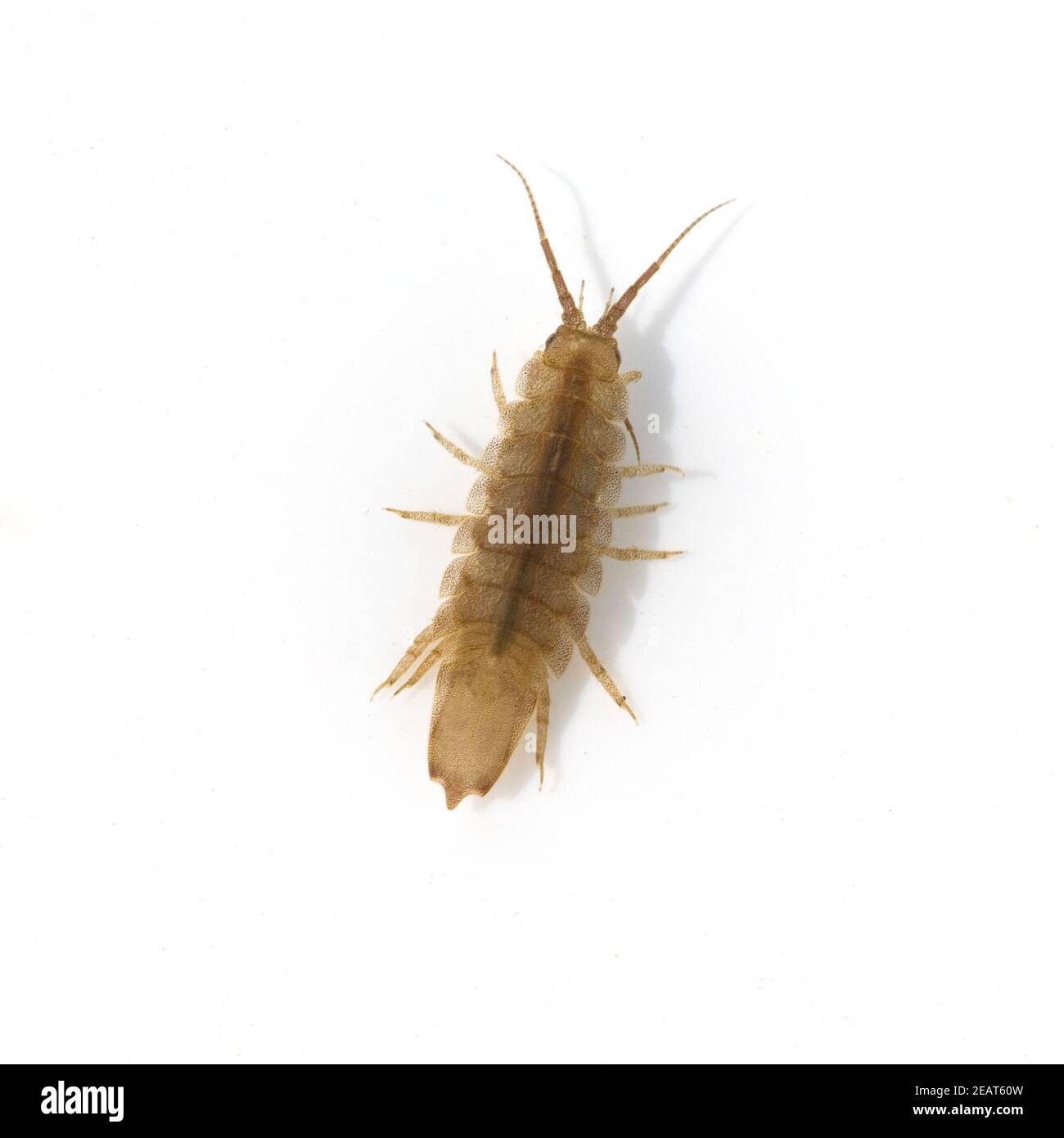 Wasserassel, Asellus, aquaticus Stock Photo - Alamy