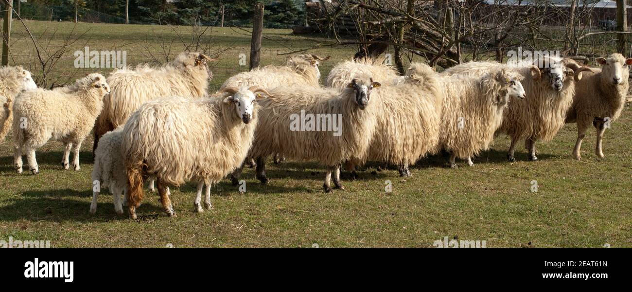 Wallachian sheep hi-res stock photography and images - Alamy
