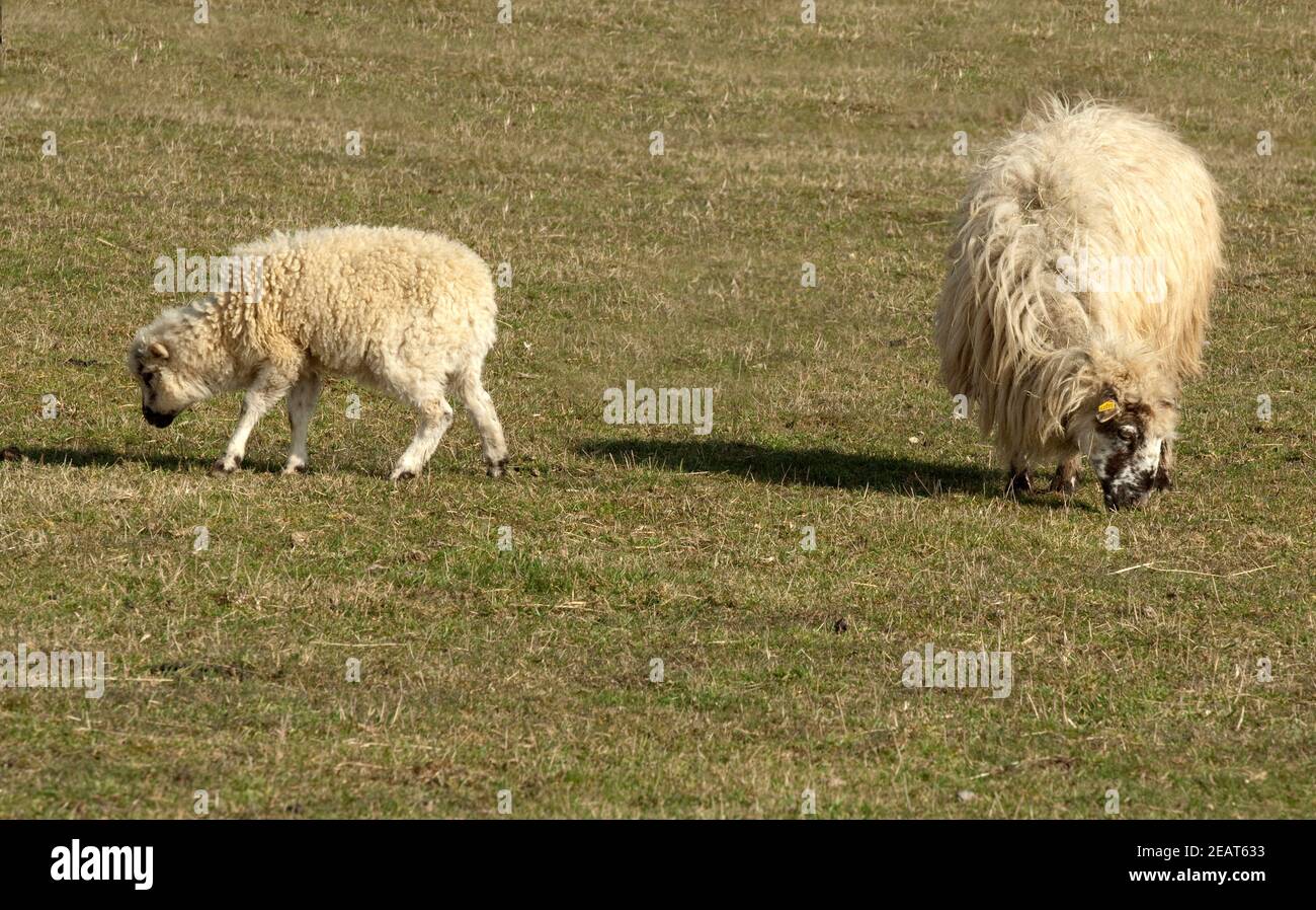 Wallachian sheep hi-res stock photography and images - Alamy