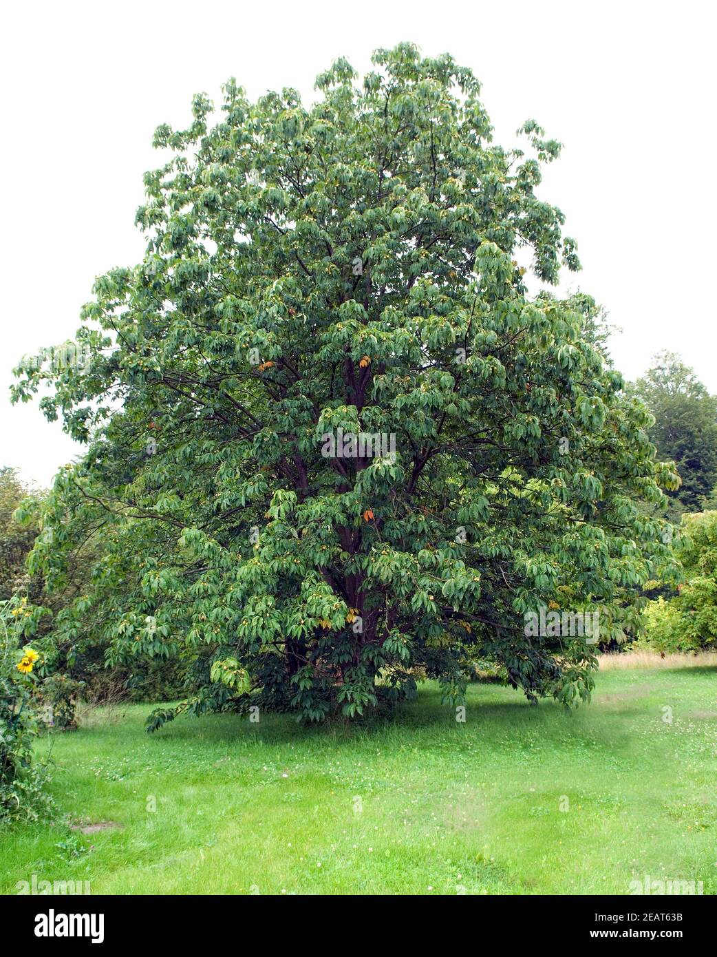 Walnussbaum hi-res stock photography and images - Alamy