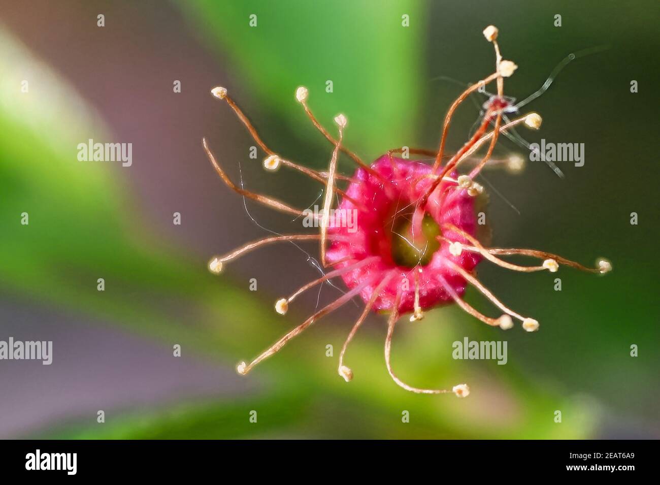 Petal fall hi-res stock photography and images - Alamy