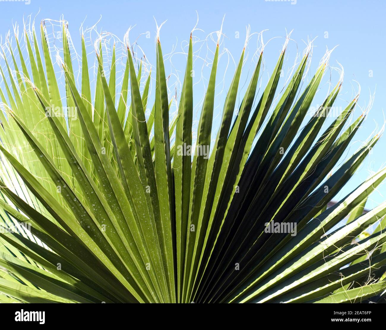 Priester palme hi-res stock photography and images - Alamy