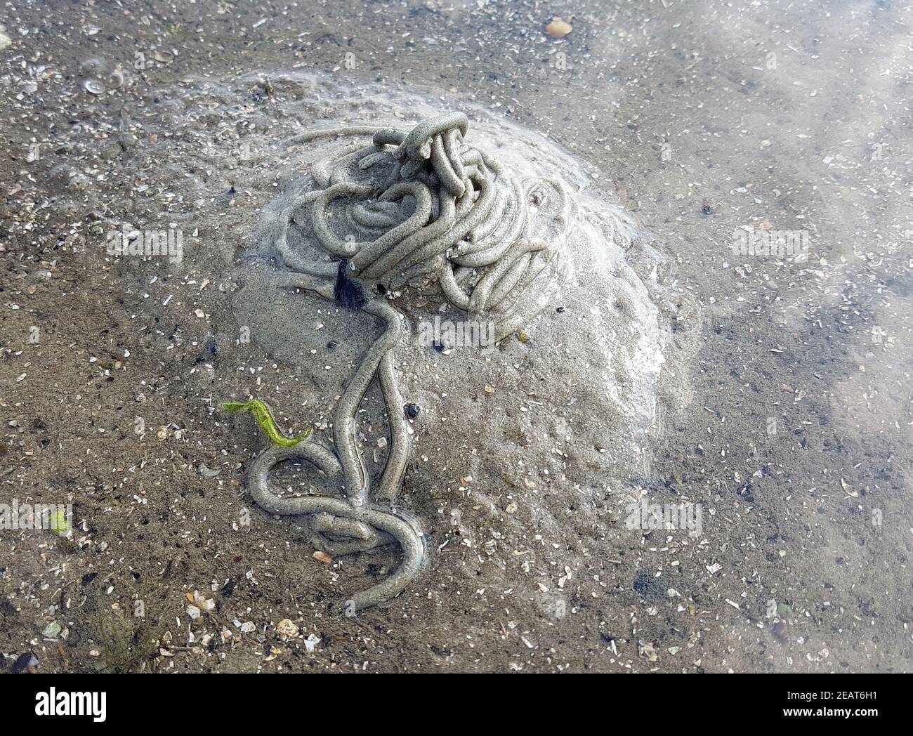 Wattwurm, Arenicola, Haufen Stock Photo - Alamy