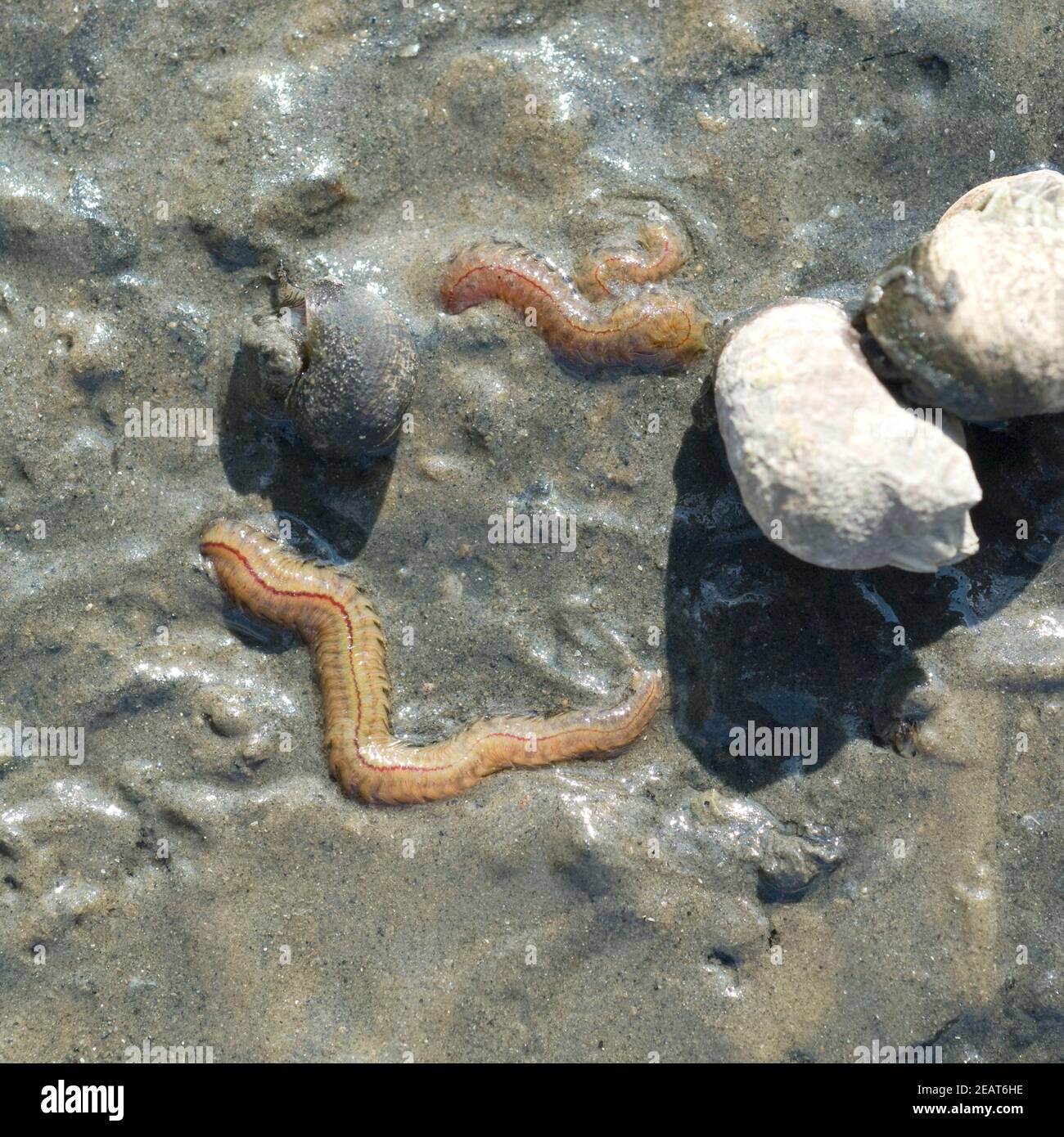 Wattwurm, Arenicola marina Stock Photo - Alamy