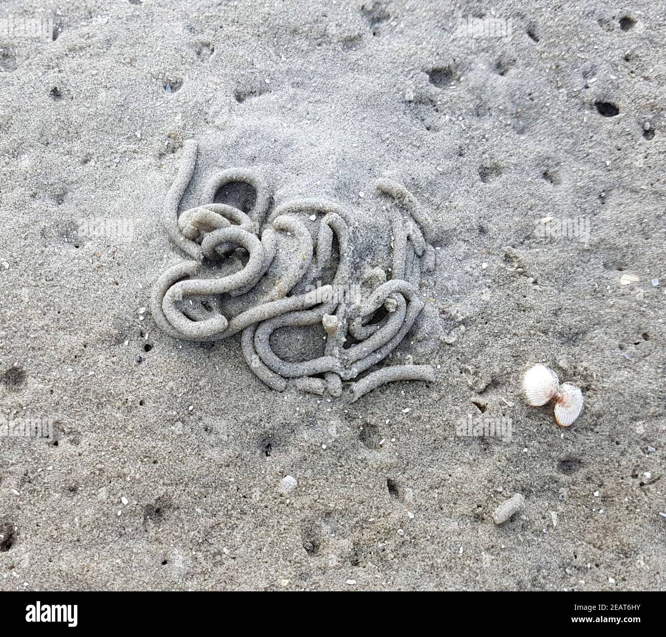 Wattwurm hi-res stock photography and images - Alamy