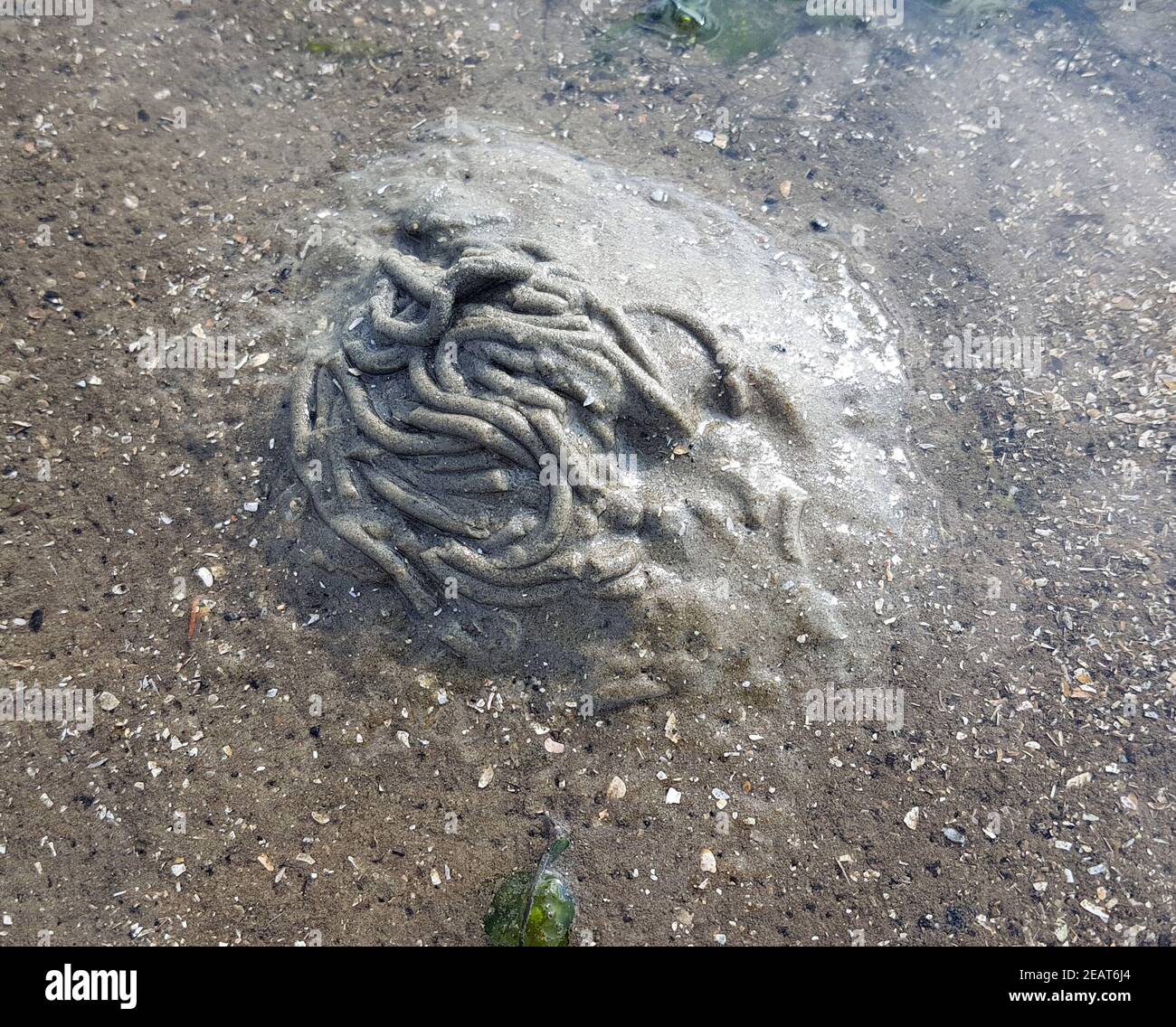 Wattwurm hi-res stock photography and images - Alamy