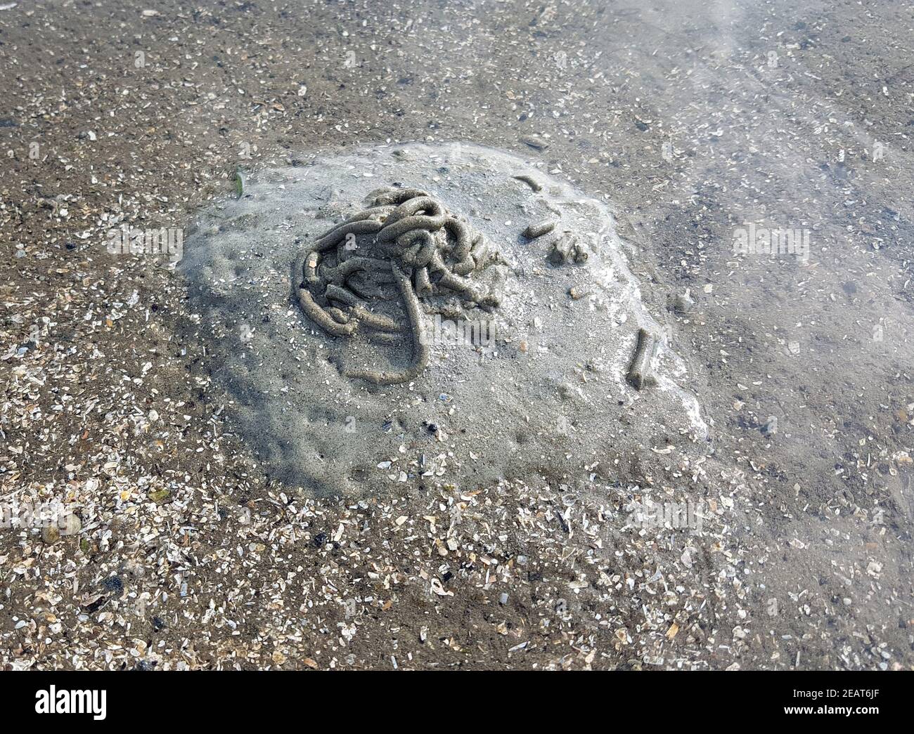 Wattwurm hi-res stock photography and images - Alamy