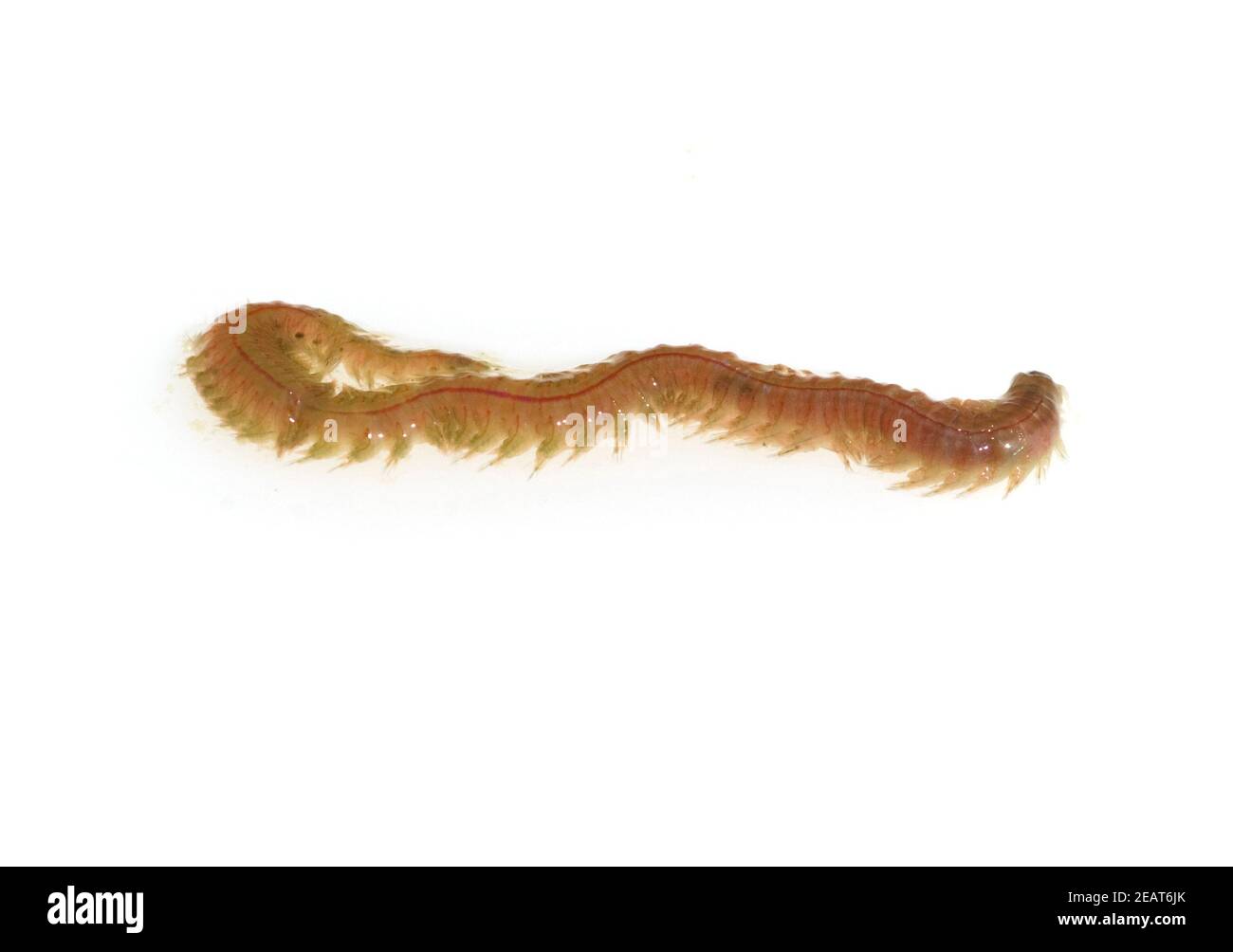 Salzwiesen wattenmeer Cut Out Stock Images & Pictures - Alamy