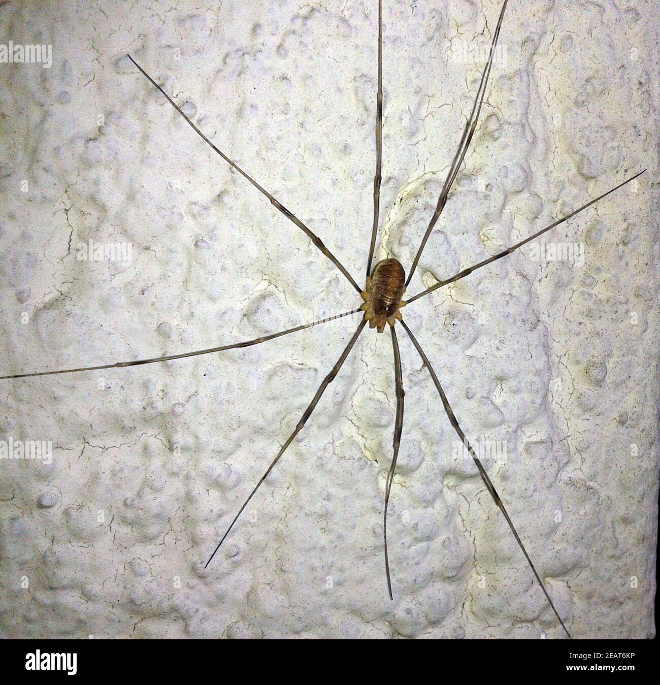 Weberknecht Neue Weberknecht-Art Stock Photo - Alamy