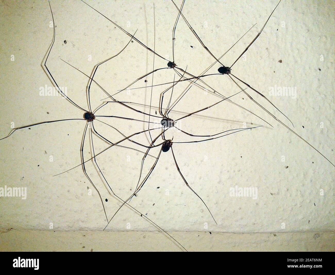 Weberknecht Neue Weberknecht-Art Stock Photo - Alamy