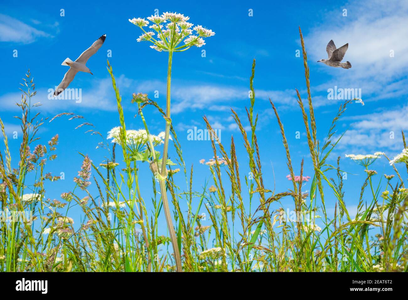 Birds (gulls) flying over wildflower meadow with Cow Parsley grasses ...
