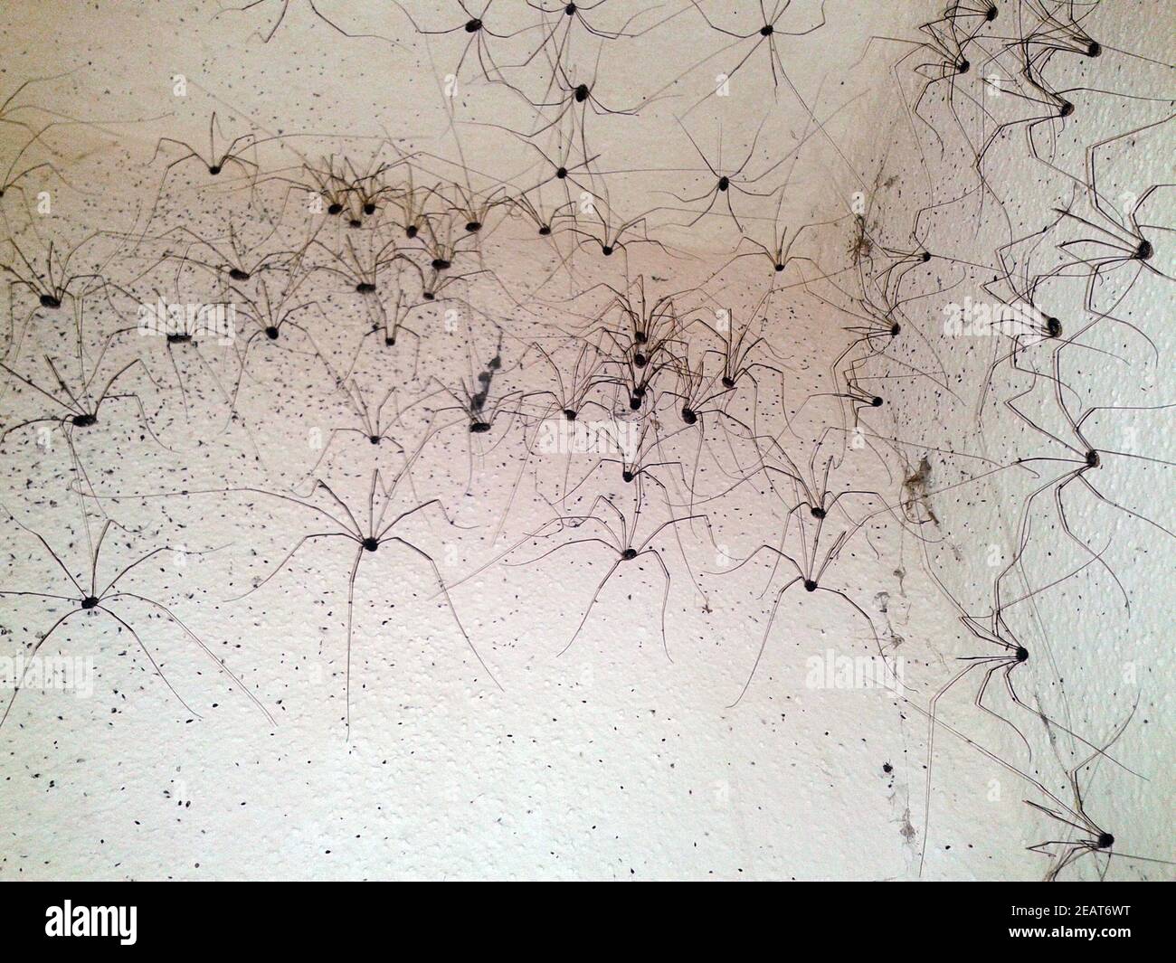 Weberknecht Neue Weberknecht-Art Stock Photo - Alamy