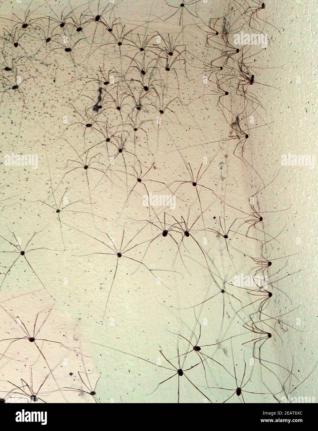 Weberknecht Neue Weberknecht-Art Stock Photo - Alamy