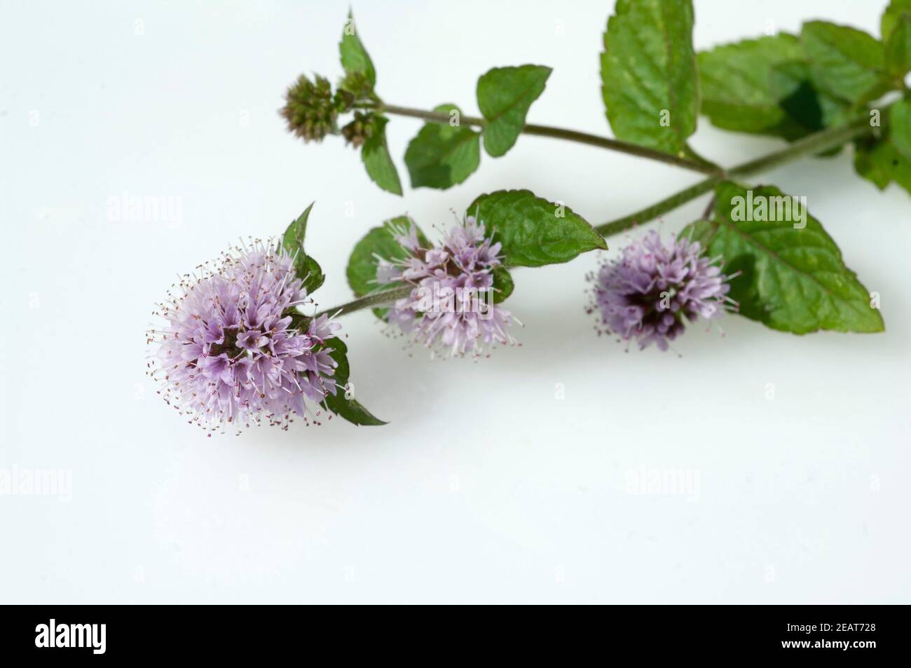 Wasserminze Mentha aquatica Stock Photo - Alamy