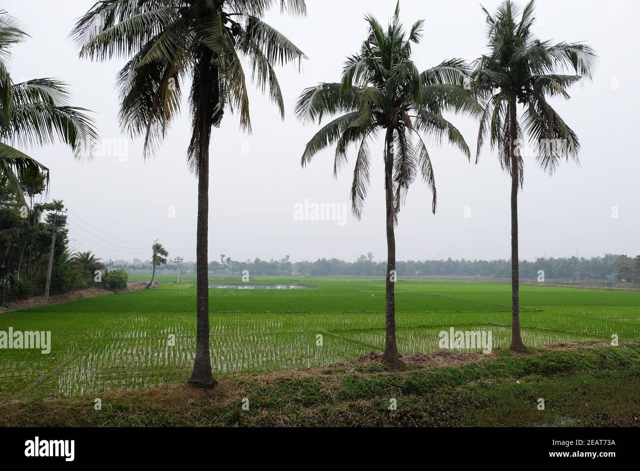 Green rice field in West Bengal, India Stock Photo - Alamy