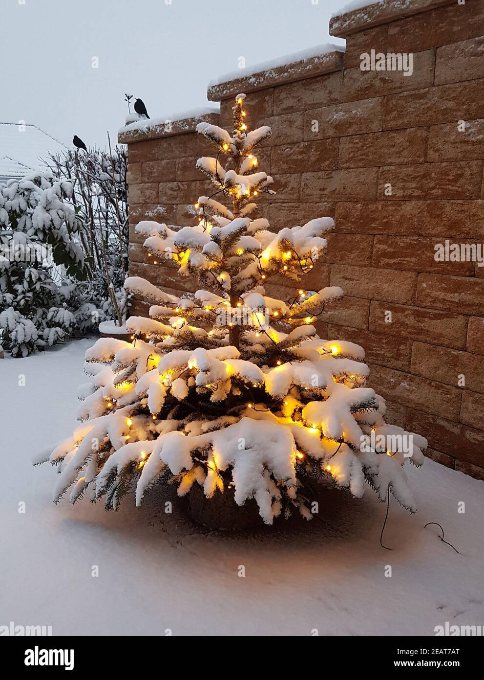 Weihnachtsbaum, Tannenbaum, Christbaum Stock Photo - Alamy