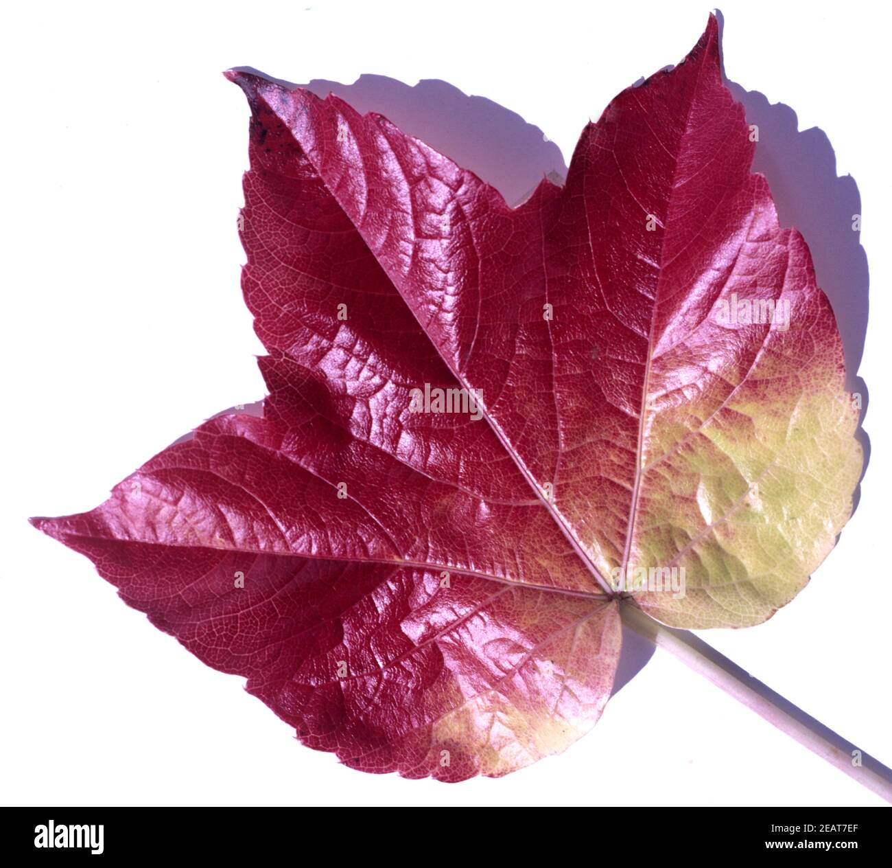 Rotes blatt Cut Out Stock Images & Pictures - Alamy
