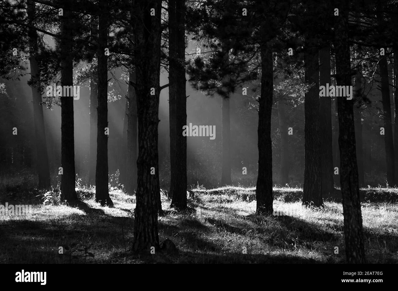 Misty evergreen forest Black and White Stock Photos & Images - Alamy