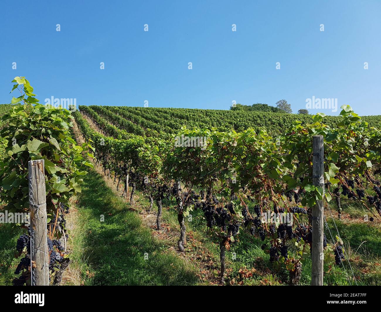 Frauenstein hi-res stock photography and images - Alamy