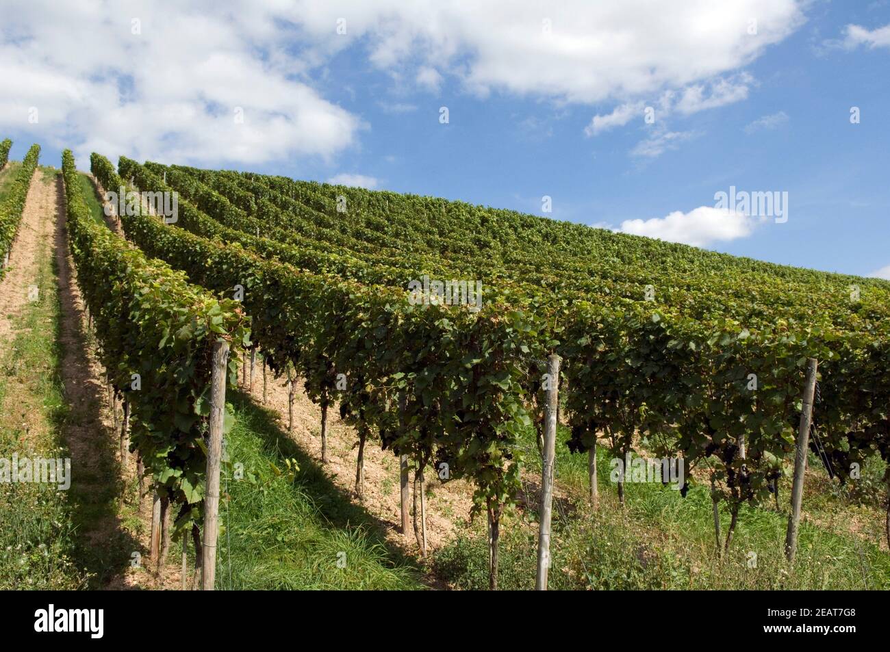Weinberg im rheingau hi-res stock photography and images - Alamy